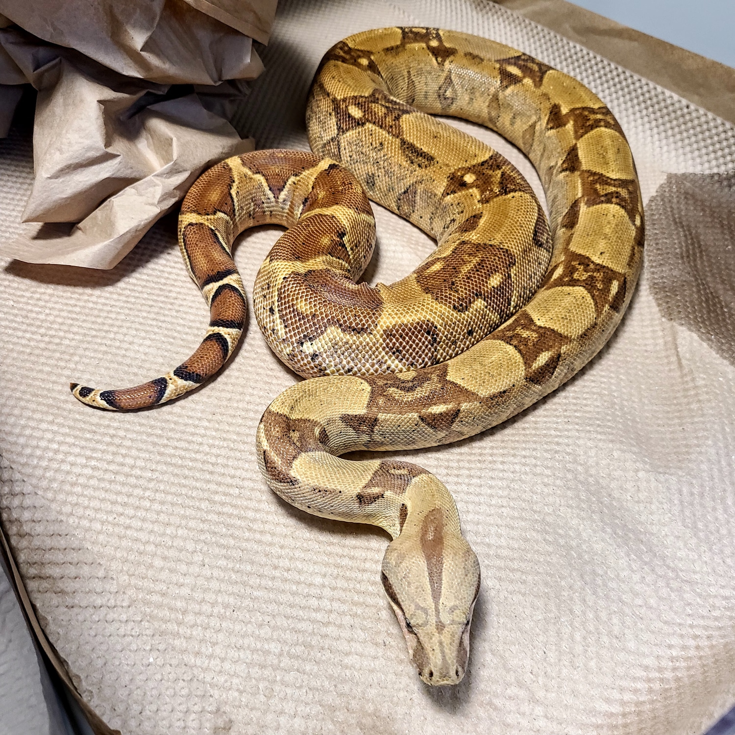 Hypo DH VPI Anery Type 1 Boa Constrictor by Concealed Constrictors - MorphMarket