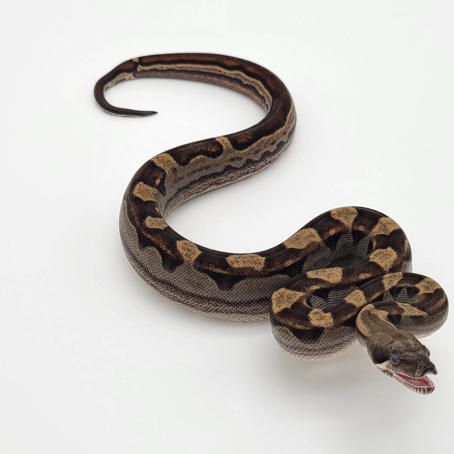 Pair Of Het Spectors (VPI/RDR BEA) Female Is Motley Pos Jungle DH ...