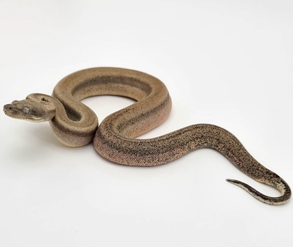 4th Of July Sale! $450! Lipstick Probable Key West Sunglow Pos Het ...