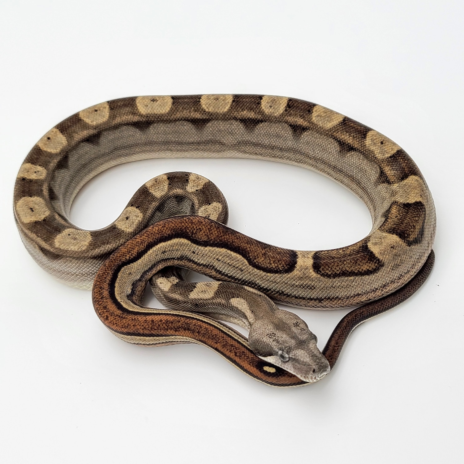 Motley Jungle DH VPI/ RDR BEA (Spector) Boa Constrictor by Concealed ...