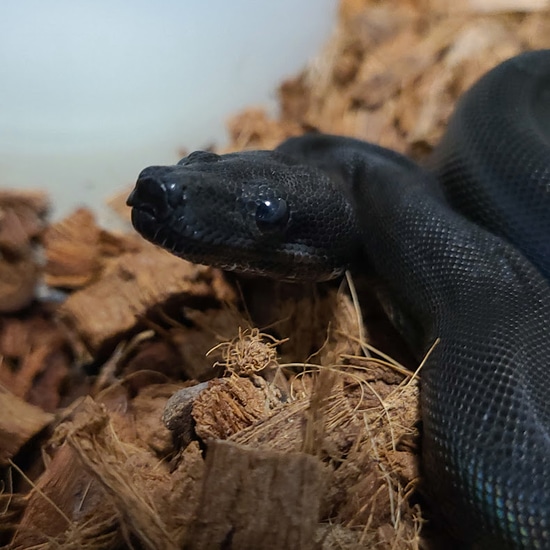 Arabesque Motley Black Devil Het Albino Boa Constrictor by Concealed ...