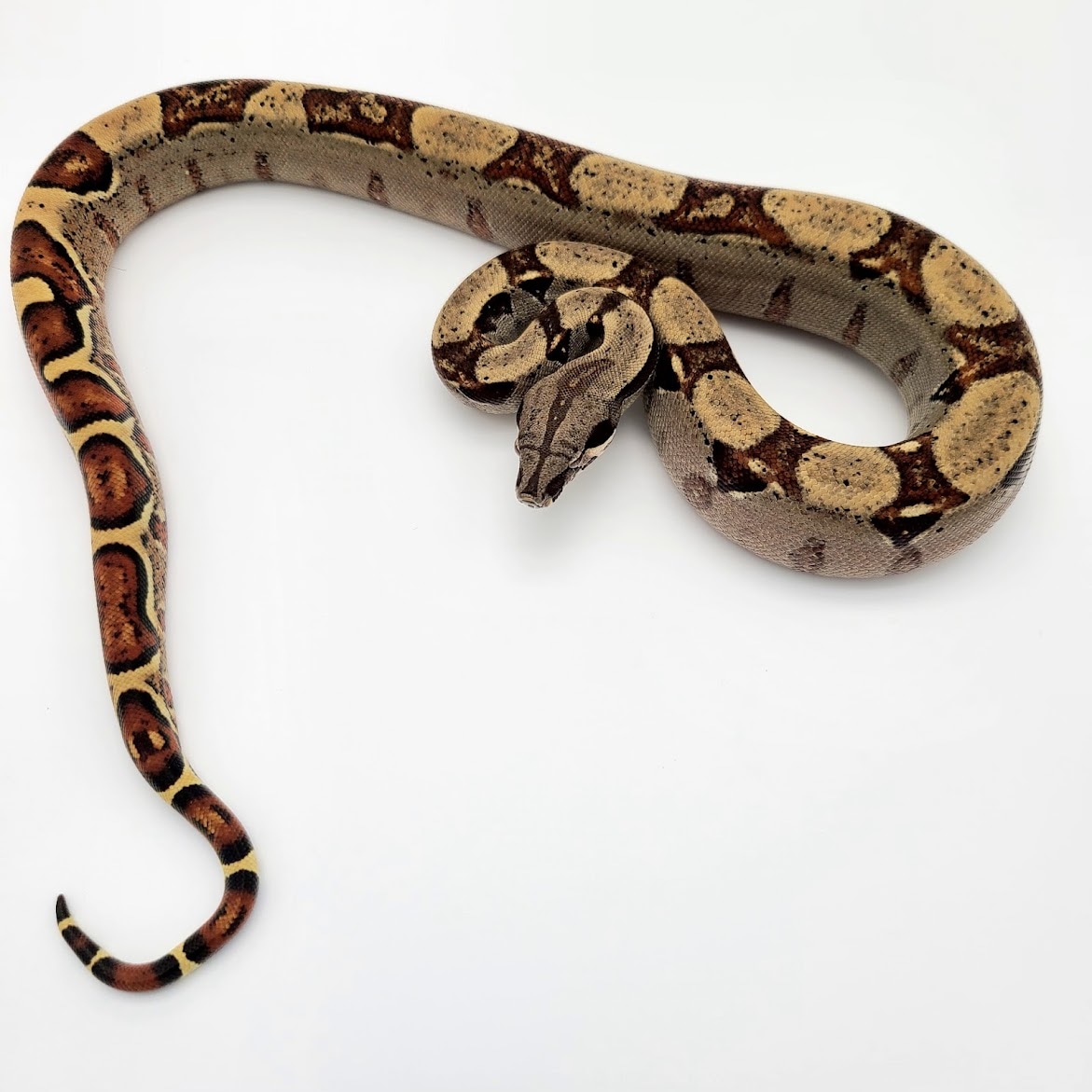 Memorial Day Sale! 25% Off The Listing Price! Jungle DH VPI T+/ Berry ...