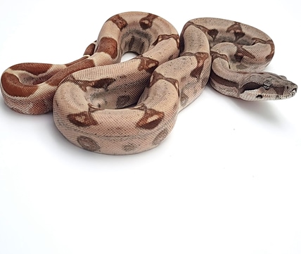 4th Of July Sale! $450! Lipstick Probable Key West Sunglow Pos Het ...