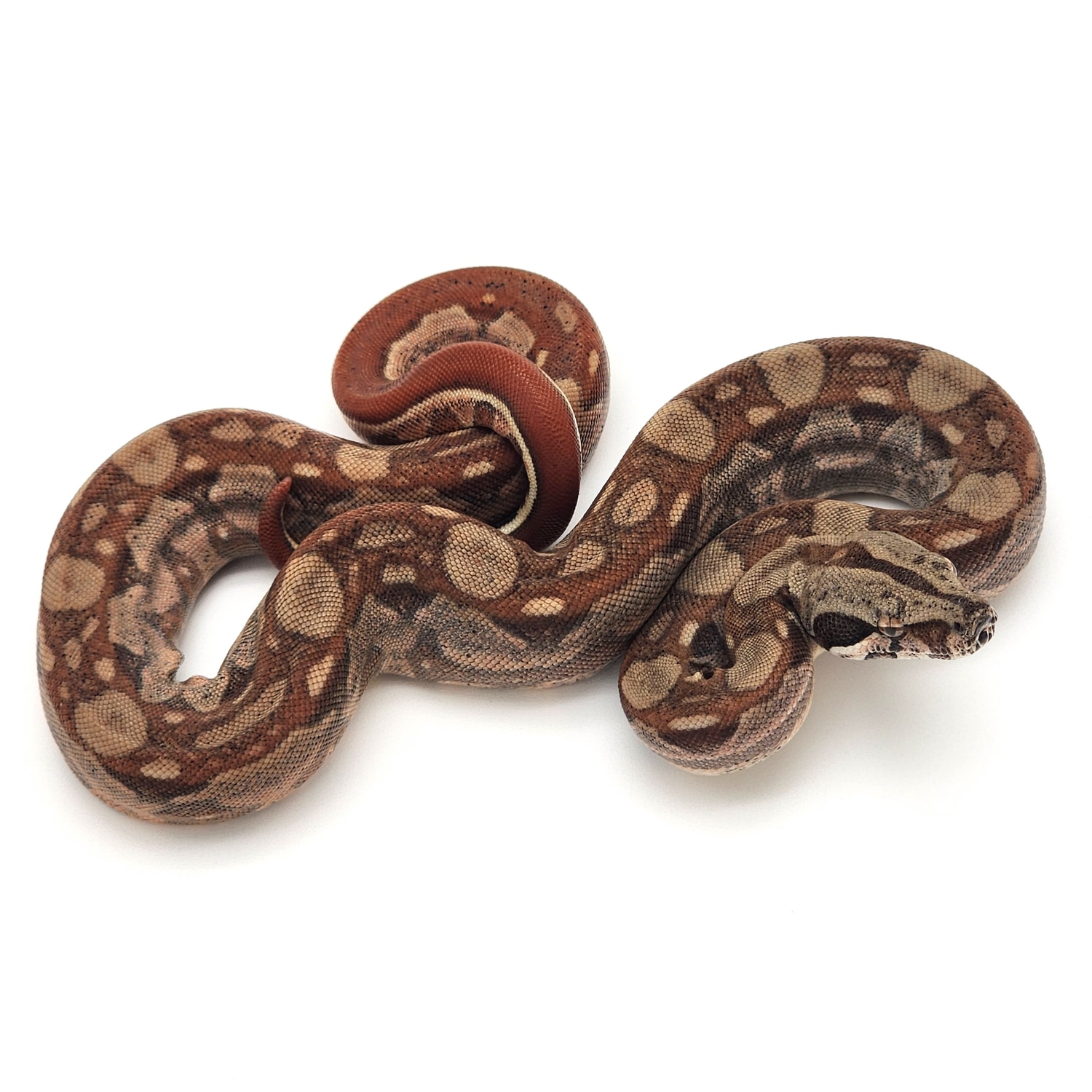 Hypo Aztec DH Blood & Lipstick Line Albino Boa Constrictor by Concealed ...