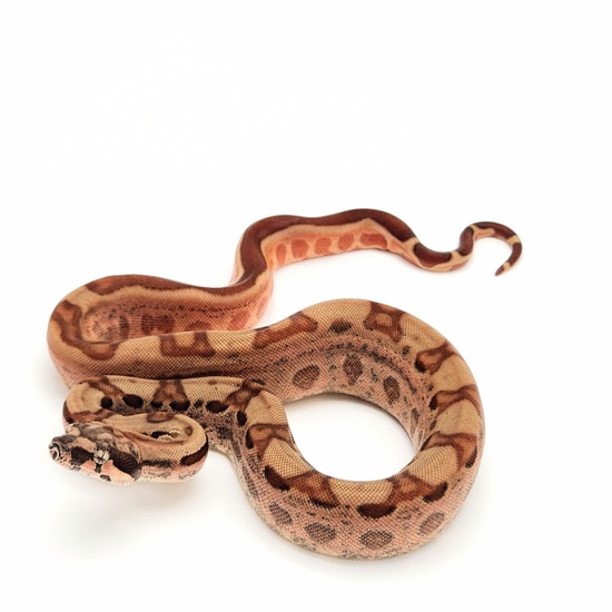 Monster Tail Hypo Motley Jungle Het Blood 50% Het Albino Boa ...
