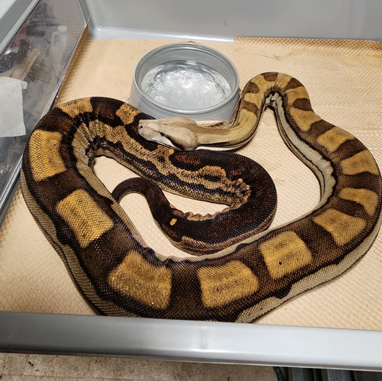 2016 Proven Female Monster Tail Key West Motley Jungle Het Albino Boa ...