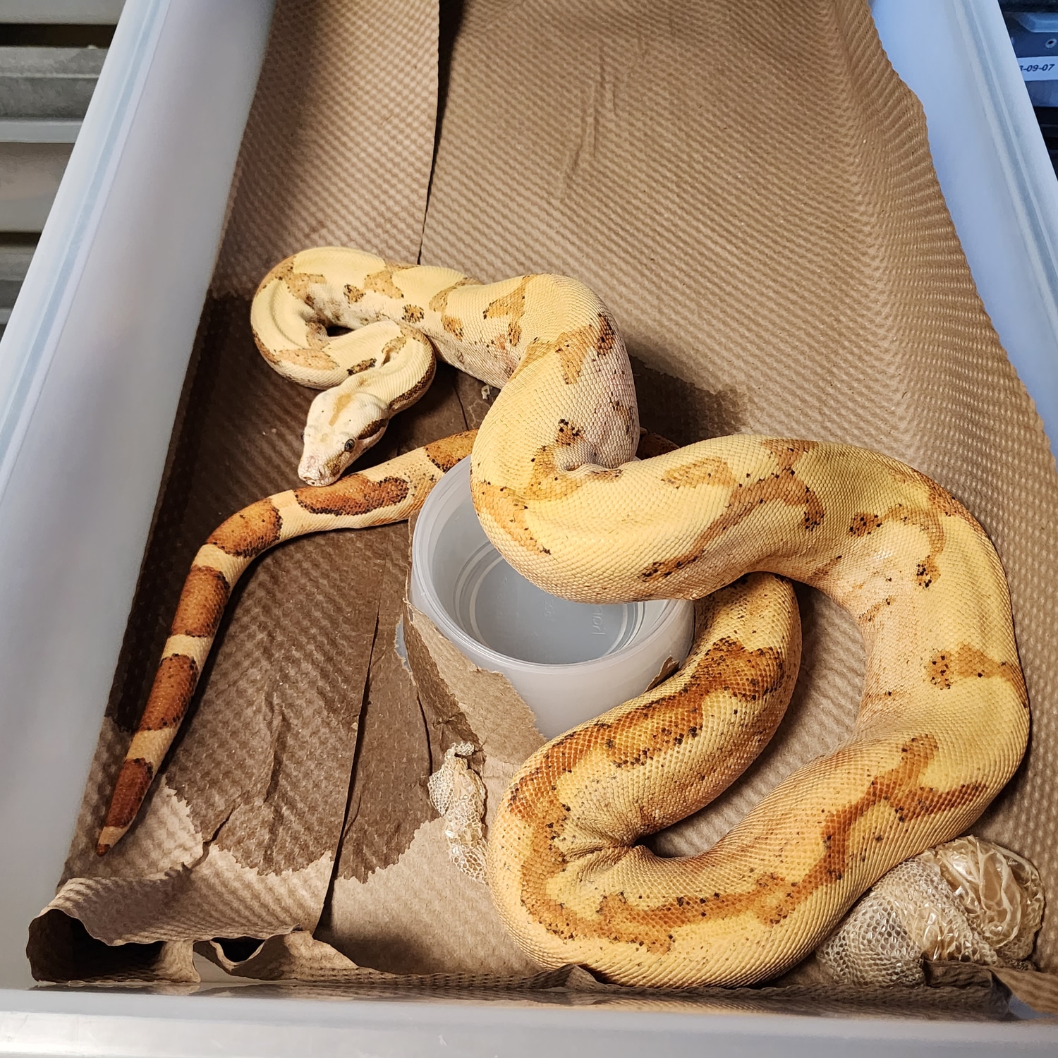 Proven Breeder VPI Sunglow Jungle Boa Constrictor by Concealed ...