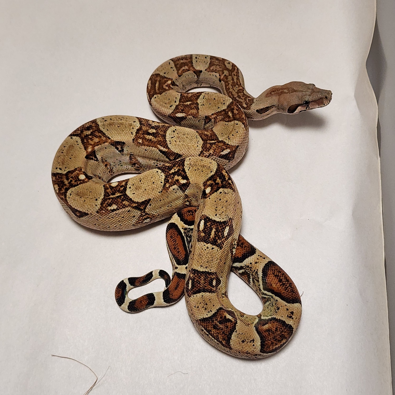 Pos Jungle DH VPI T+/ RDR BEA (Spector) Boa Constrictor by Concealed ...