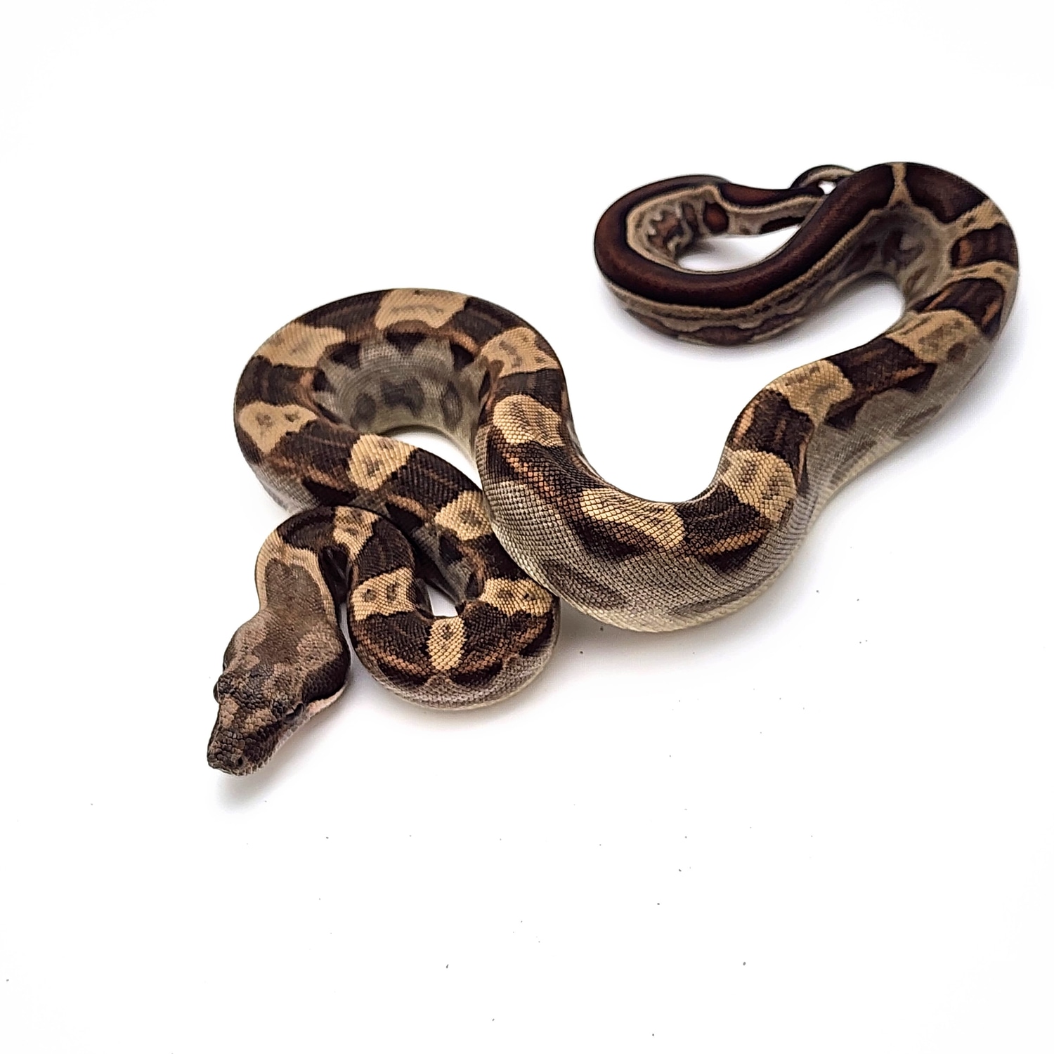 Motley Het VPI Boa Constrictor by Concealed Constrictors - MorphMarket