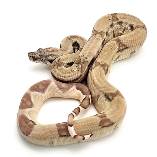 Pos Super Ghost 66% Het Kahl Albino, 66% Het Sterling Boa Constrictor ...