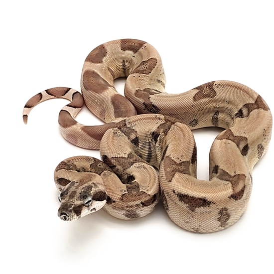 Ghost Pos Jungle DH VPI/ Sterling Boa Constrictor by Concealed Constrictors