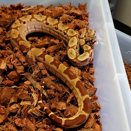 Hypo Jungle Key West Het Blood 50% Het Albino Boa Constrictor by ...