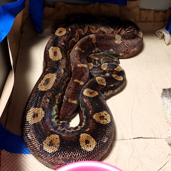 Proven Breeder Hypo Inca Boa Constrictor by Concealed Constrictors