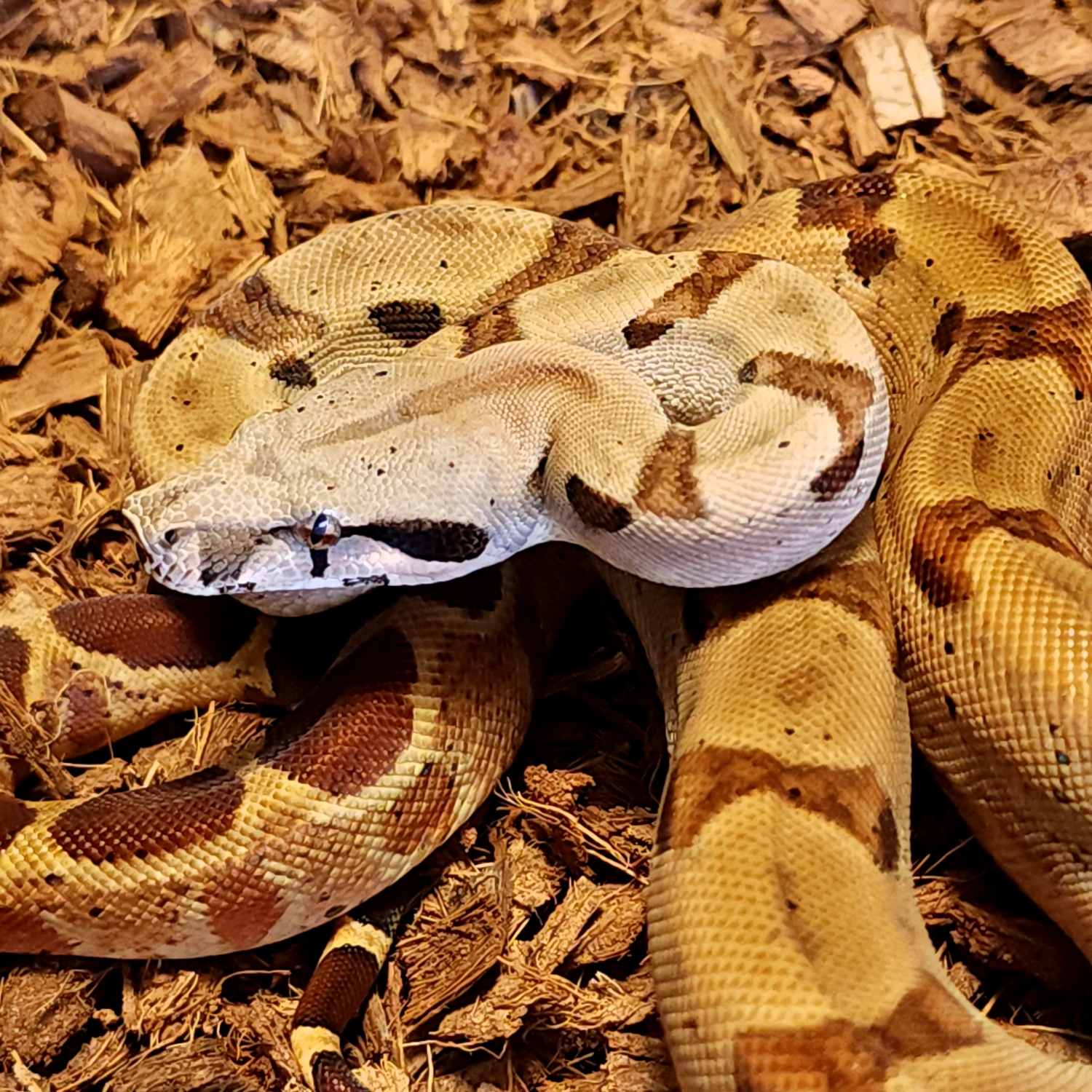 Concealed Constrictors