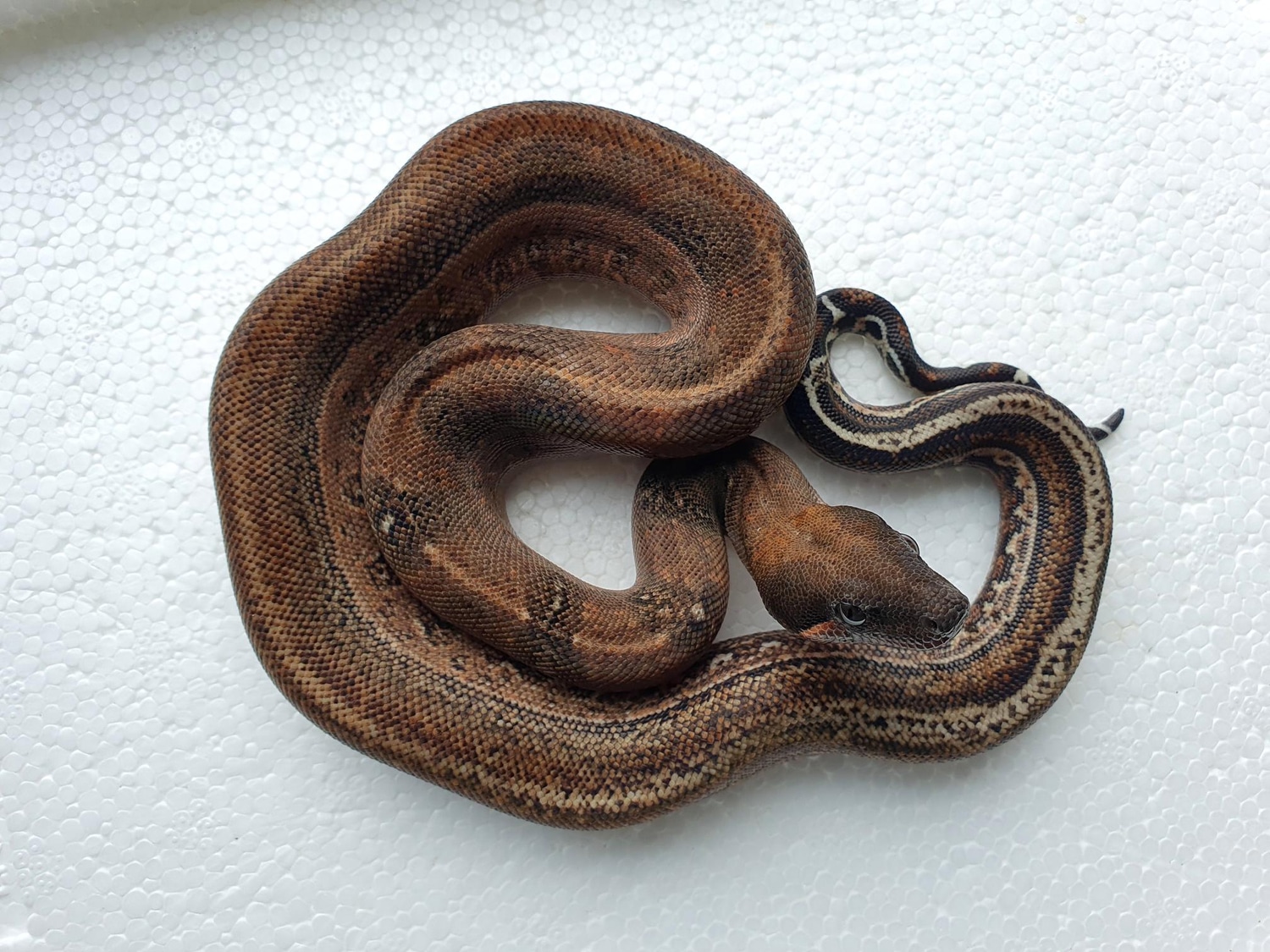 Leopard Boa Constrictor by RJCompier.nl - MorphMarket