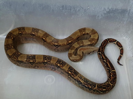 Pair B.c.i. Corn Island Boa Constrictor by RJCompier.nl
