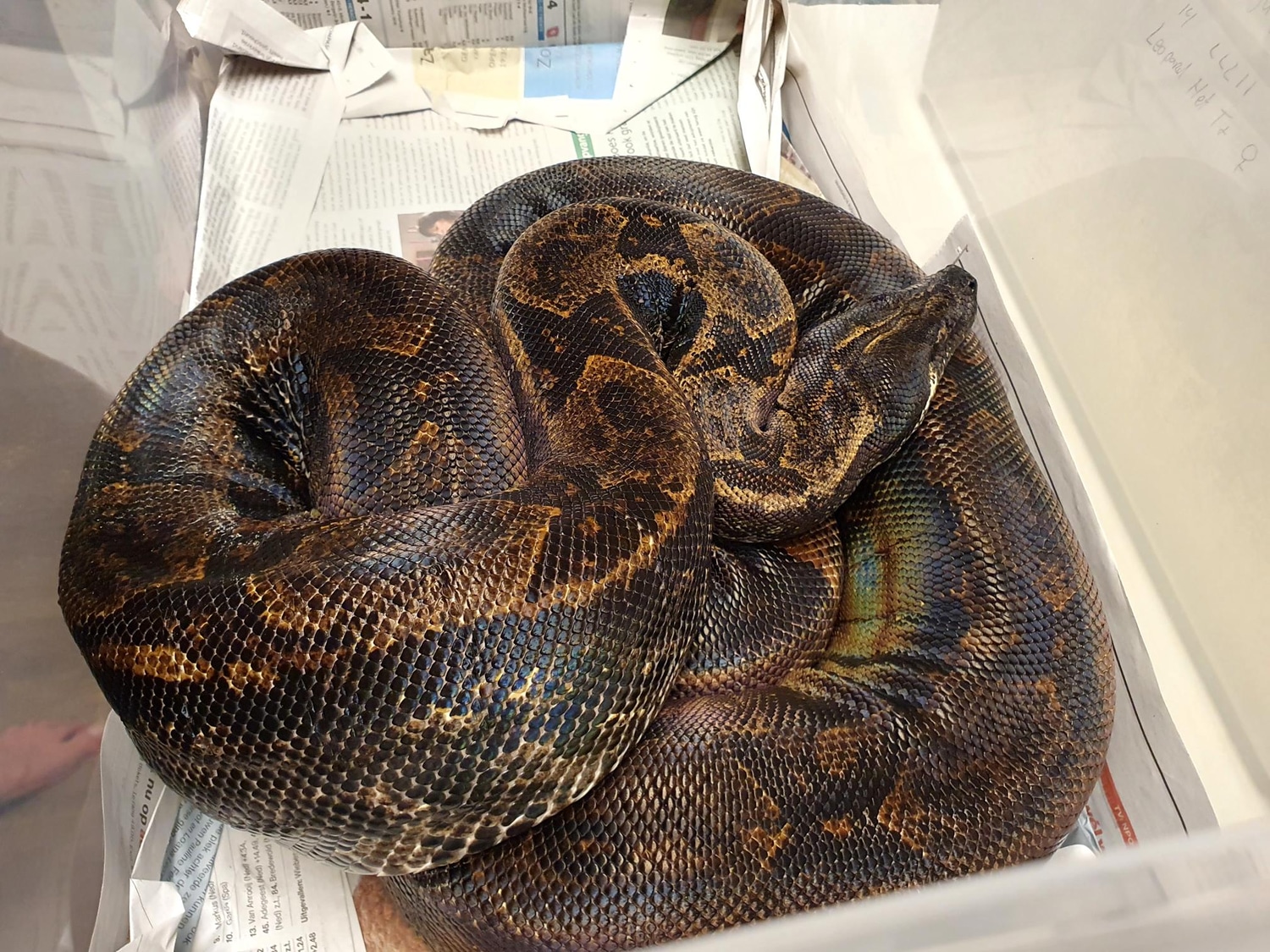 Hypo IMG Het Snow / Moonglow Adult Female Boa Constrictor by RJCompier ...