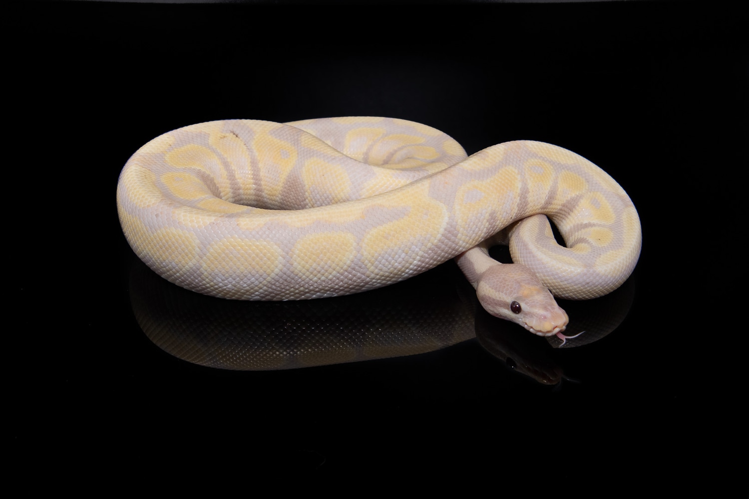 Super Banana Ball Python by Ryan's Reptile Outpost - MorphMarket
