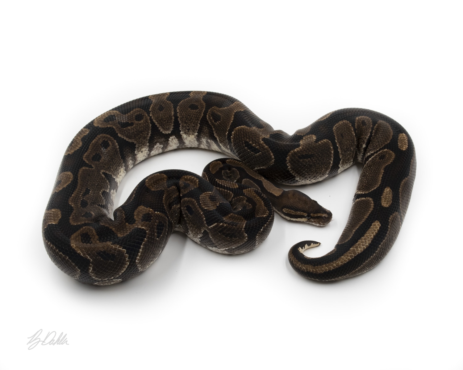 Het. TSK Axanthic Ball Python by Ryan's Reptile Outpost - MorphMarket