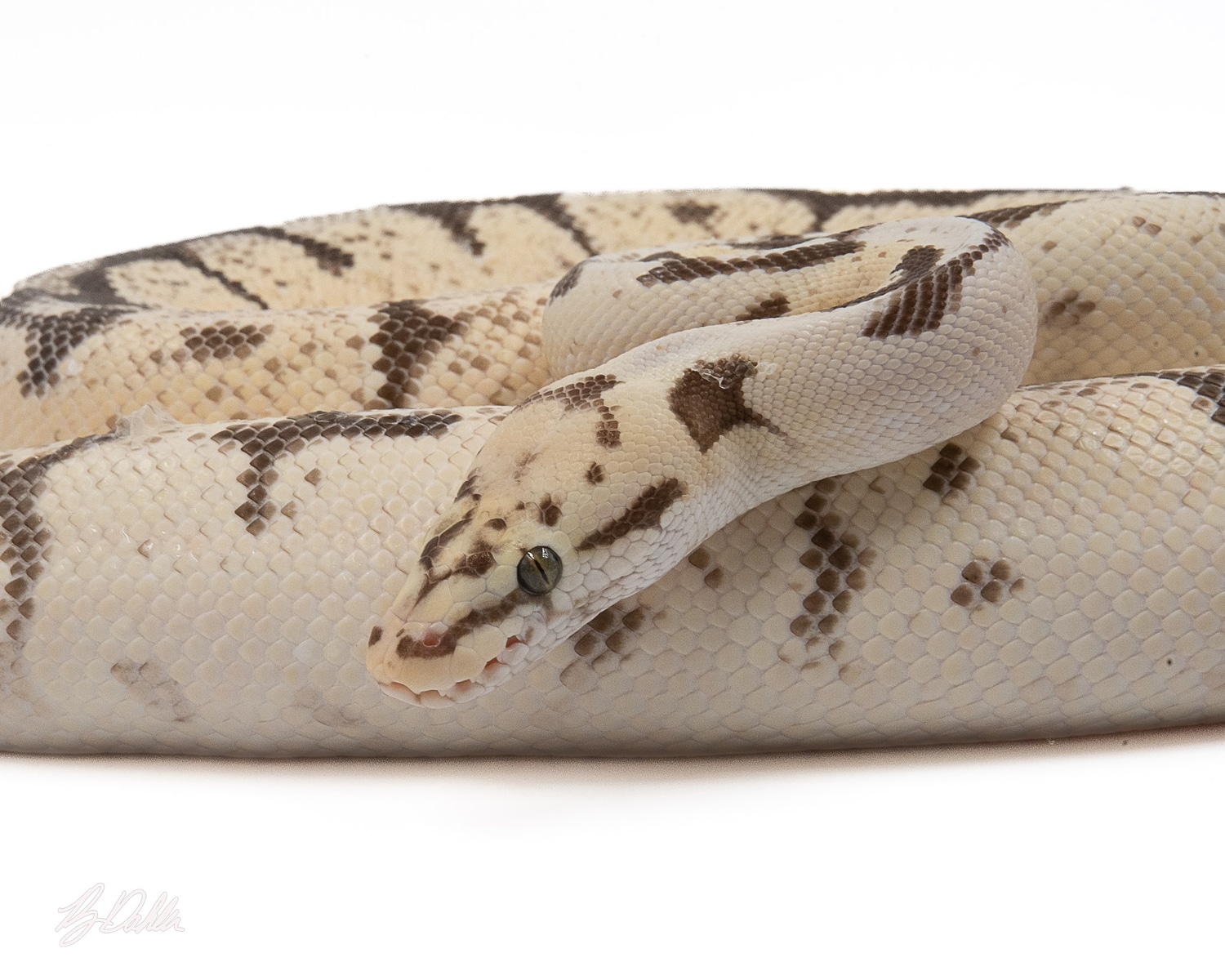 2013 FireBee Ball Python by Ryan's Reptile Outpost - MorphMarket