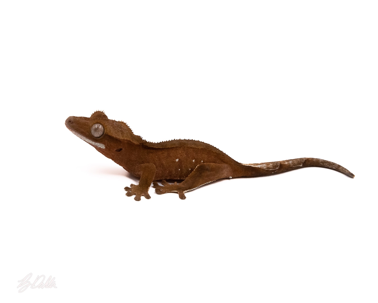 Cc1921 Bicolor Red Crested Gecko by Ryan's Reptile Outpost - MorphMarket
