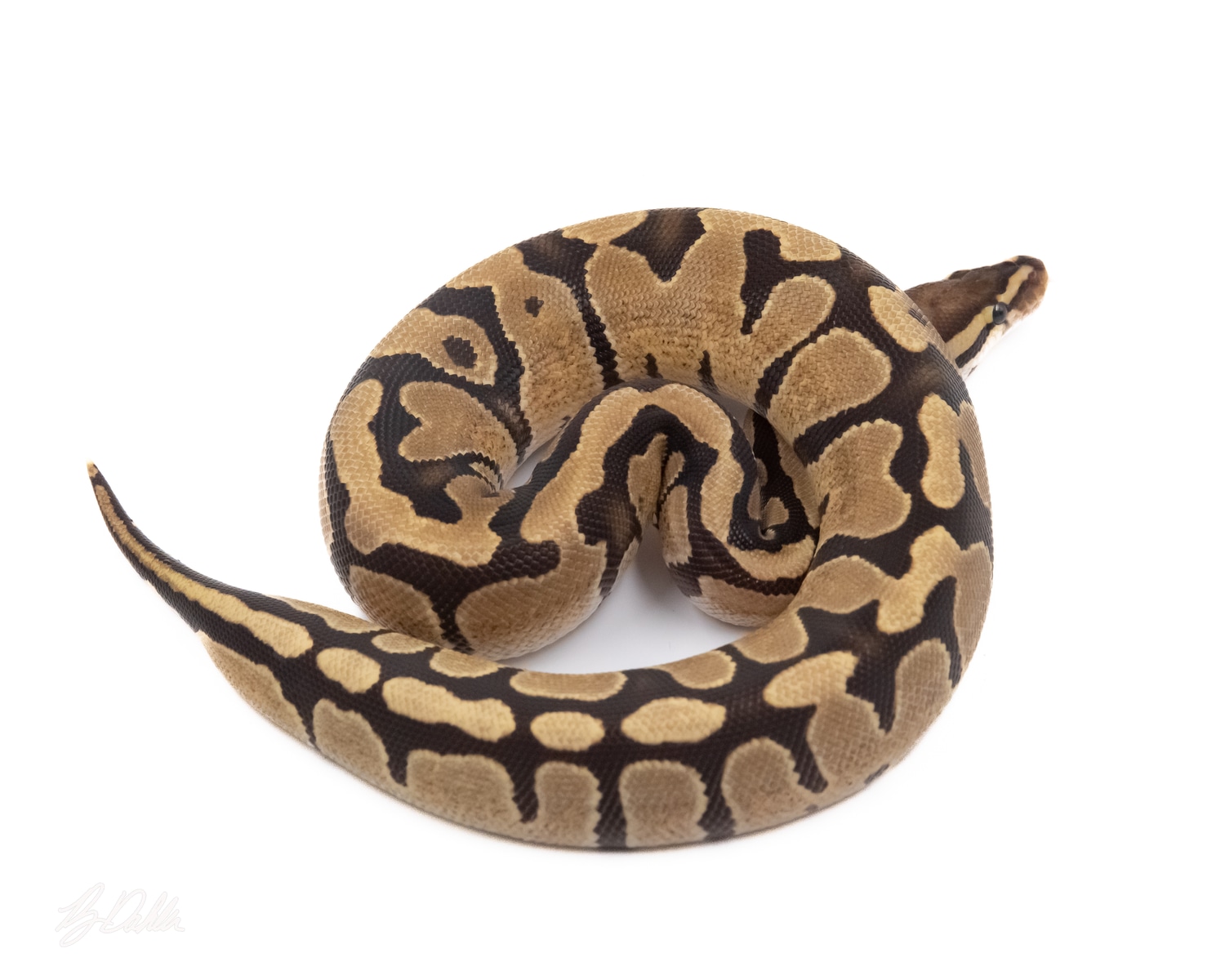 Fire 100% Het Tsk Axanthic Ball Python by Ryan's Reptile Outpost ...