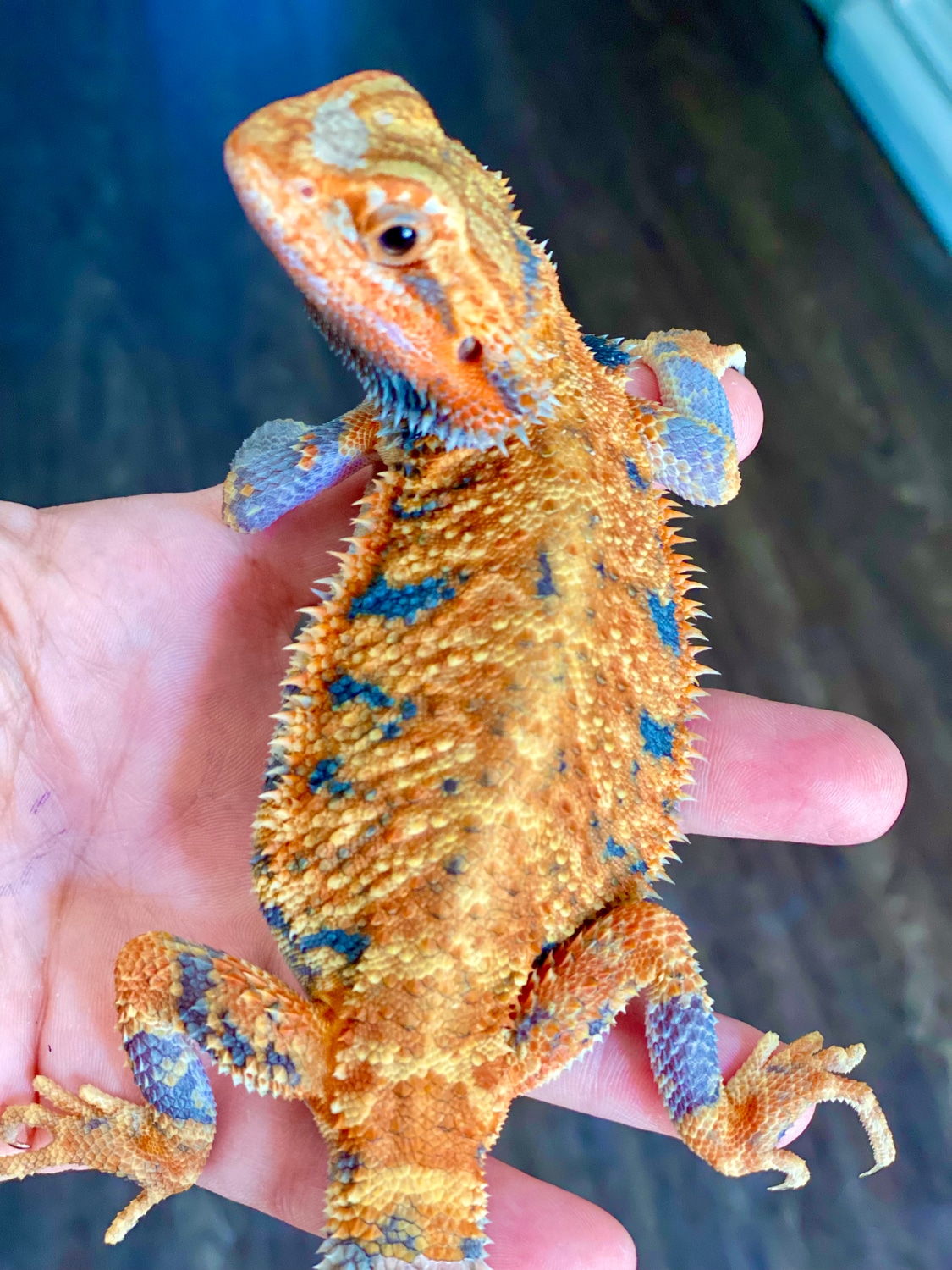 Paradox Trans Het Hypo Female Central Bearded Dragon by RJ Dragons ...