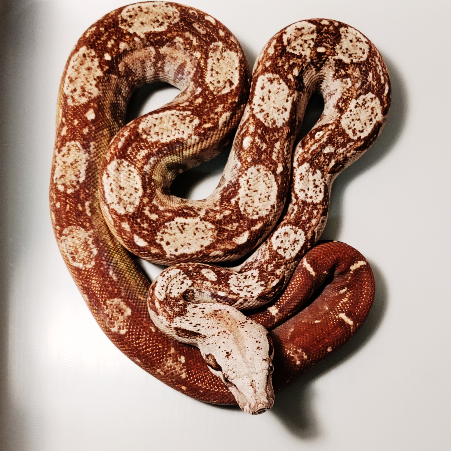 Costa Rican T+ Pos Het Nic Boa Constrictor by R-JEN Reptiles - MorphMarket