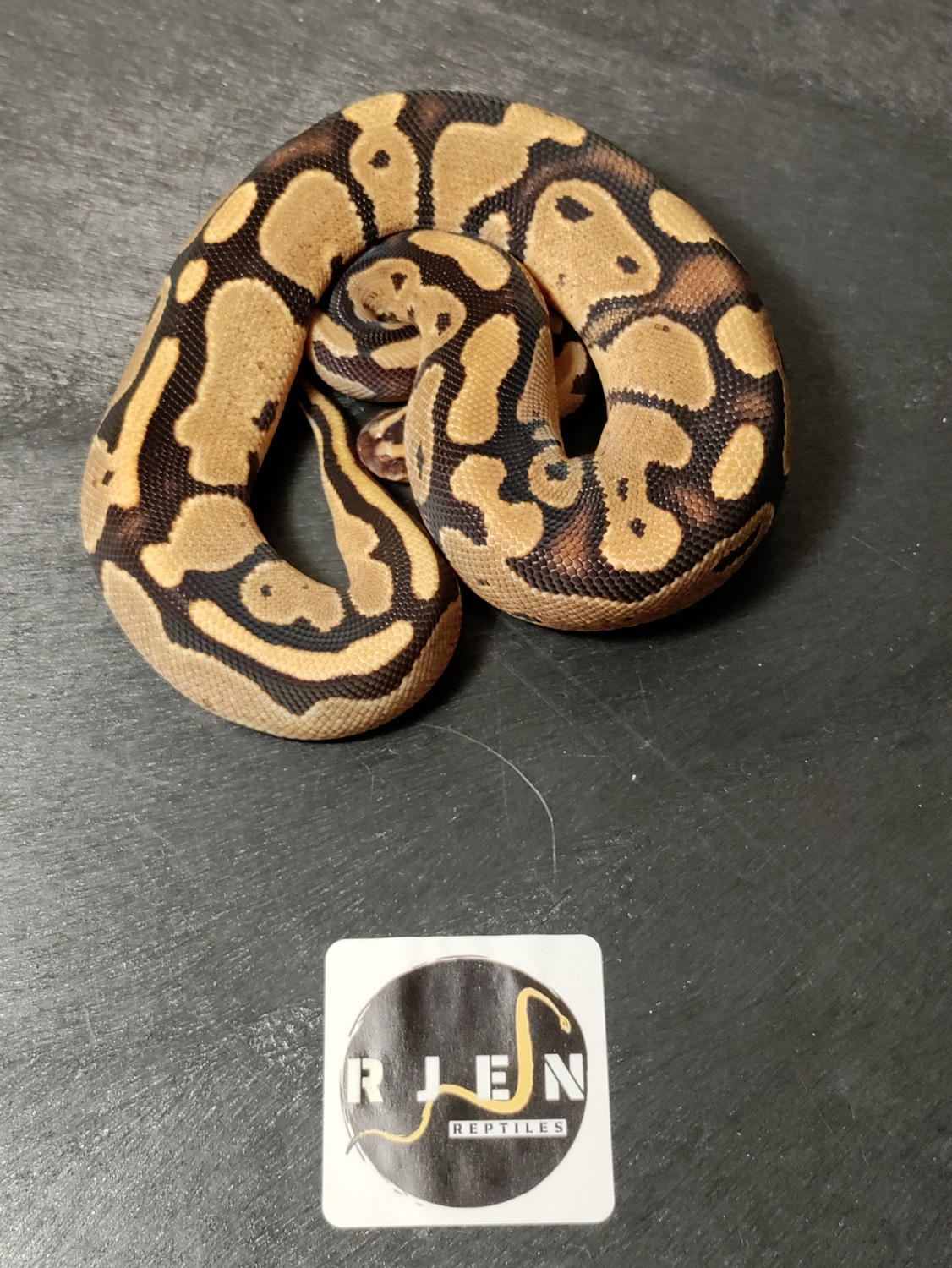 Fire Pos Het Pied Pos Het Albino Ball Python by R-JEN Reptiles - MorphMarket