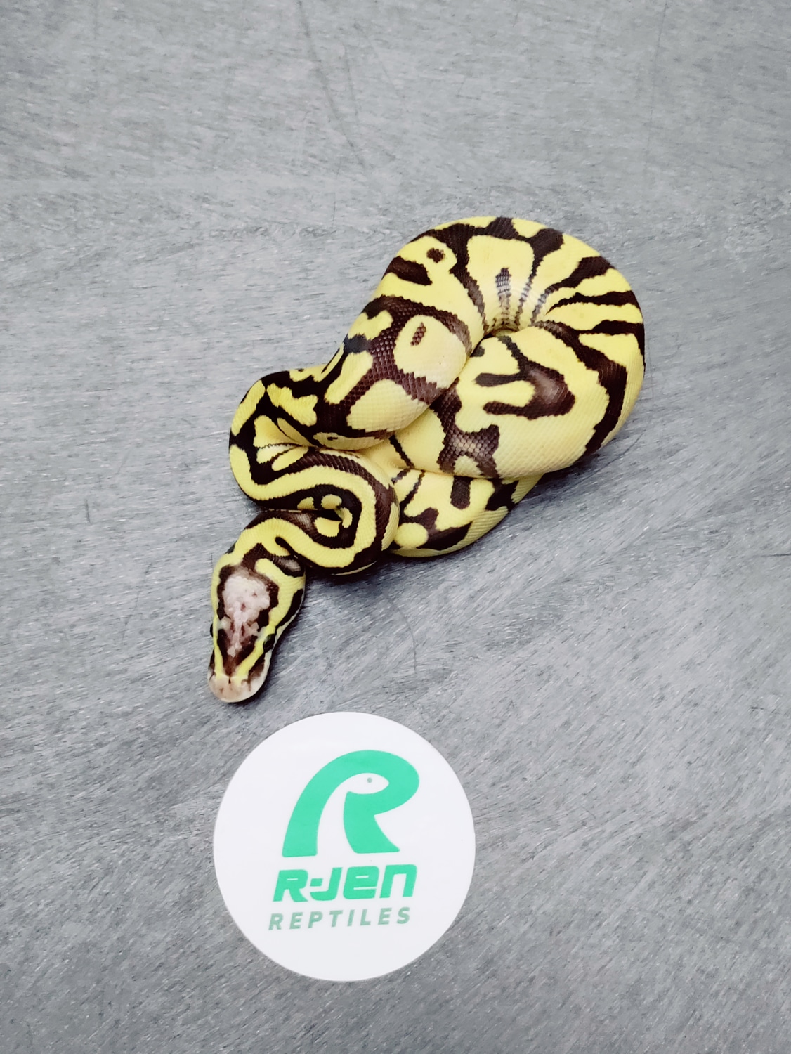 Orange Dream Firefly Pos Enchi Double Het Desert Ghost Clown Ball ...