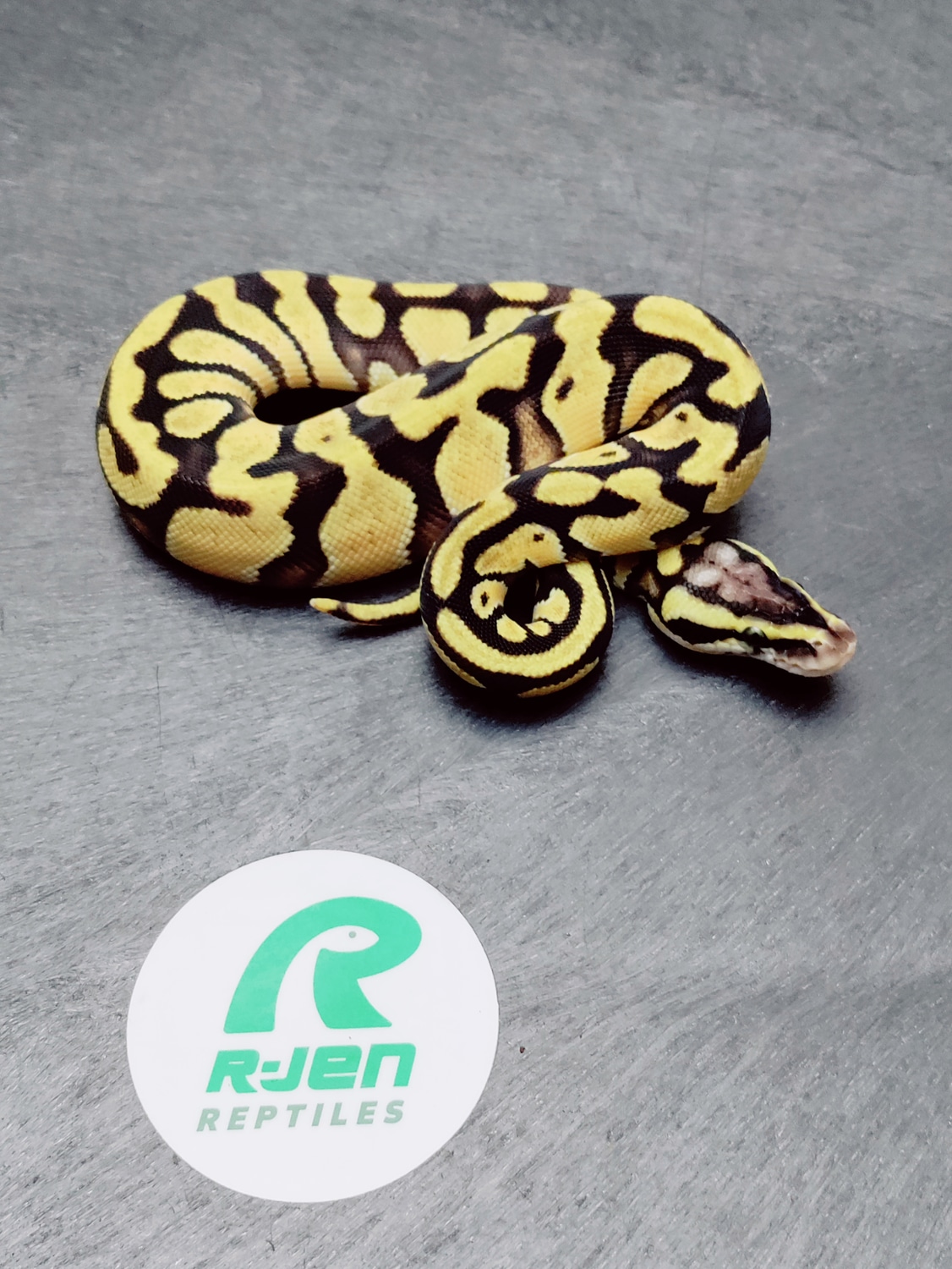 Pastel Enchi Double Het Desert Ghost Clown Ball Python by R-JEN ...
