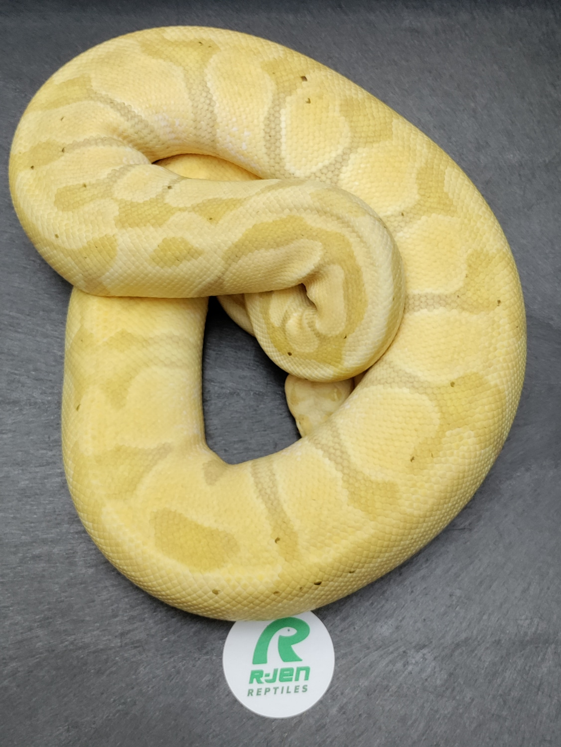 Proven Females Banana Pastel Enchi Vanilla Ball Python by R-JEN ...