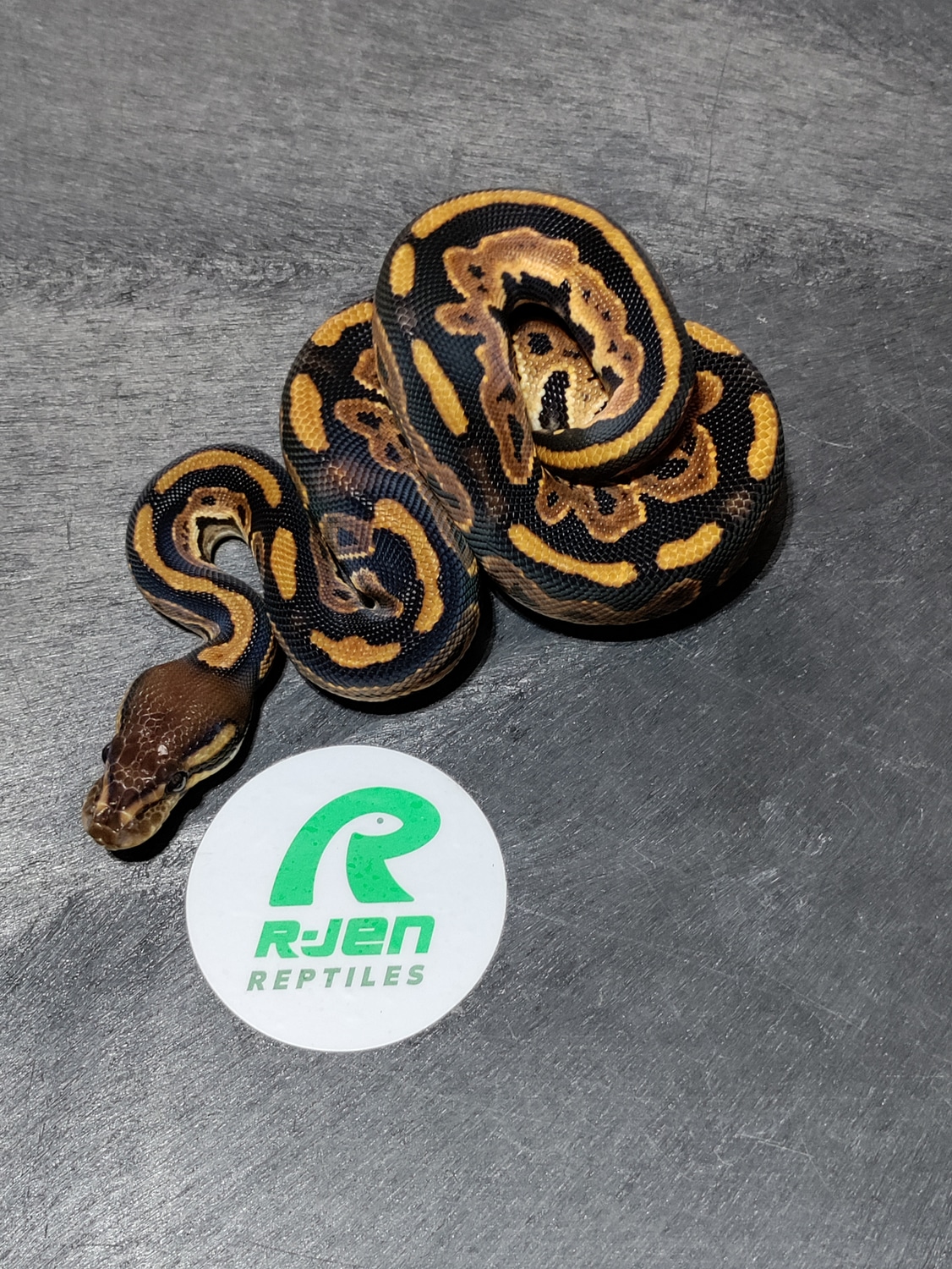Barnhart Black Pastel Super Orange Dream Ball Python by R-JEN Reptiles ...