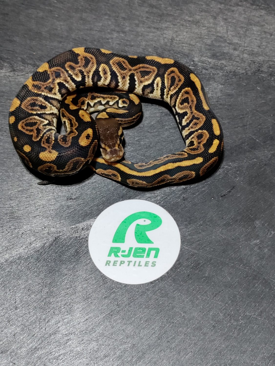 Barnhart Black Pastel Yellowbelly Ball Python by R-JEN Reptiles ...