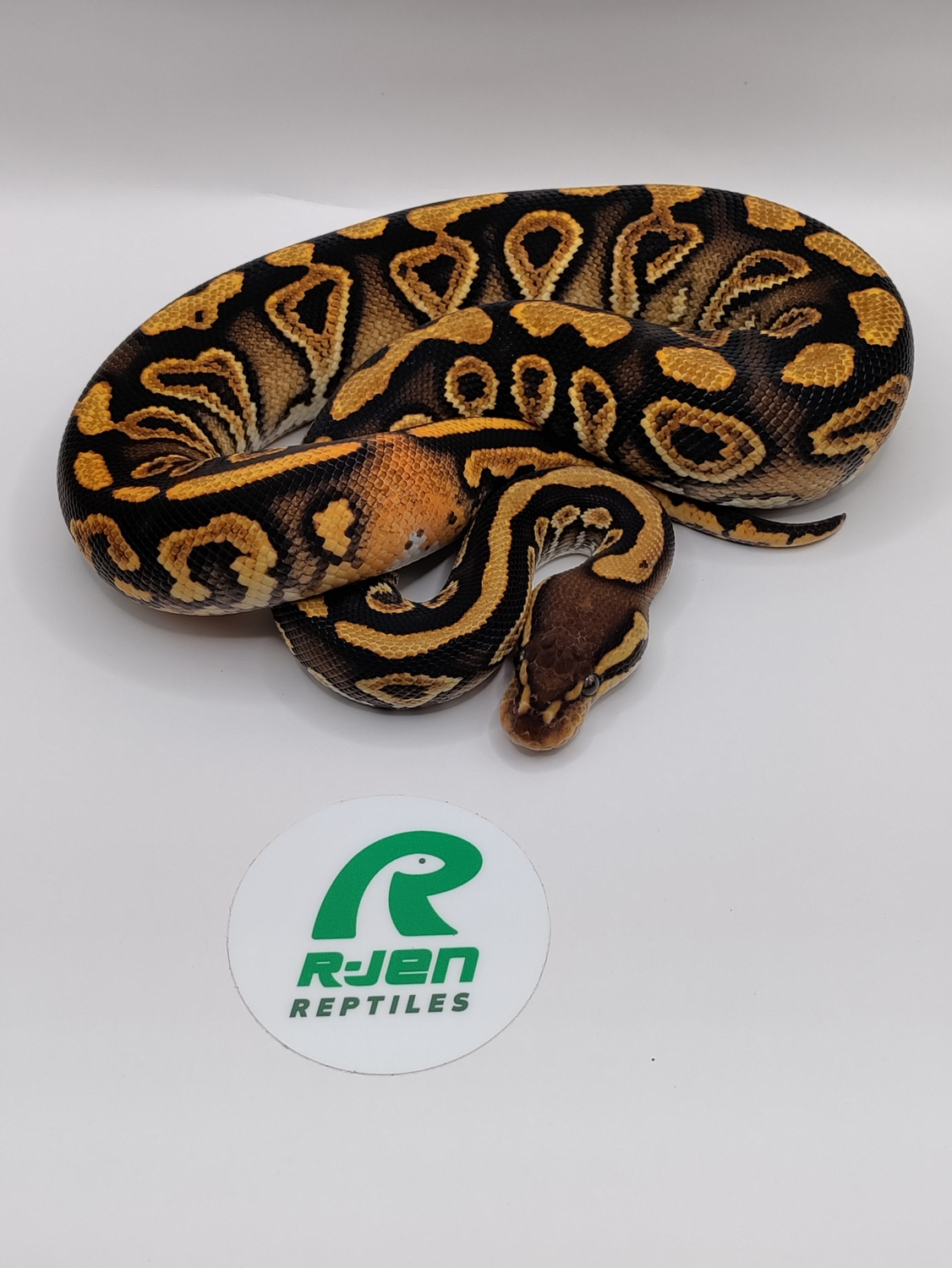 Barnhart Black Pastel Yellowbelly Probable Calico Het Clown Ball Python ...