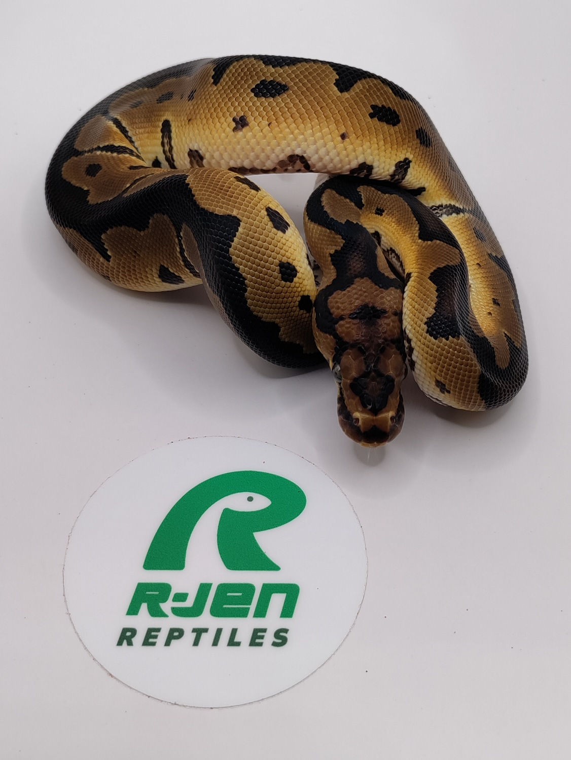 Clown 66 Het Desert Ghost Ball Python by R-JEN Reptiles - MorphMarket