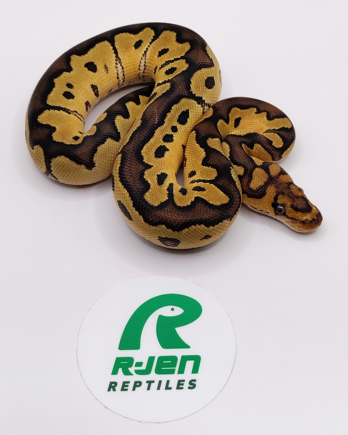 Clown 66% Het Desert Ghost Ball Python by R-JEN Reptiles - MorphMarket