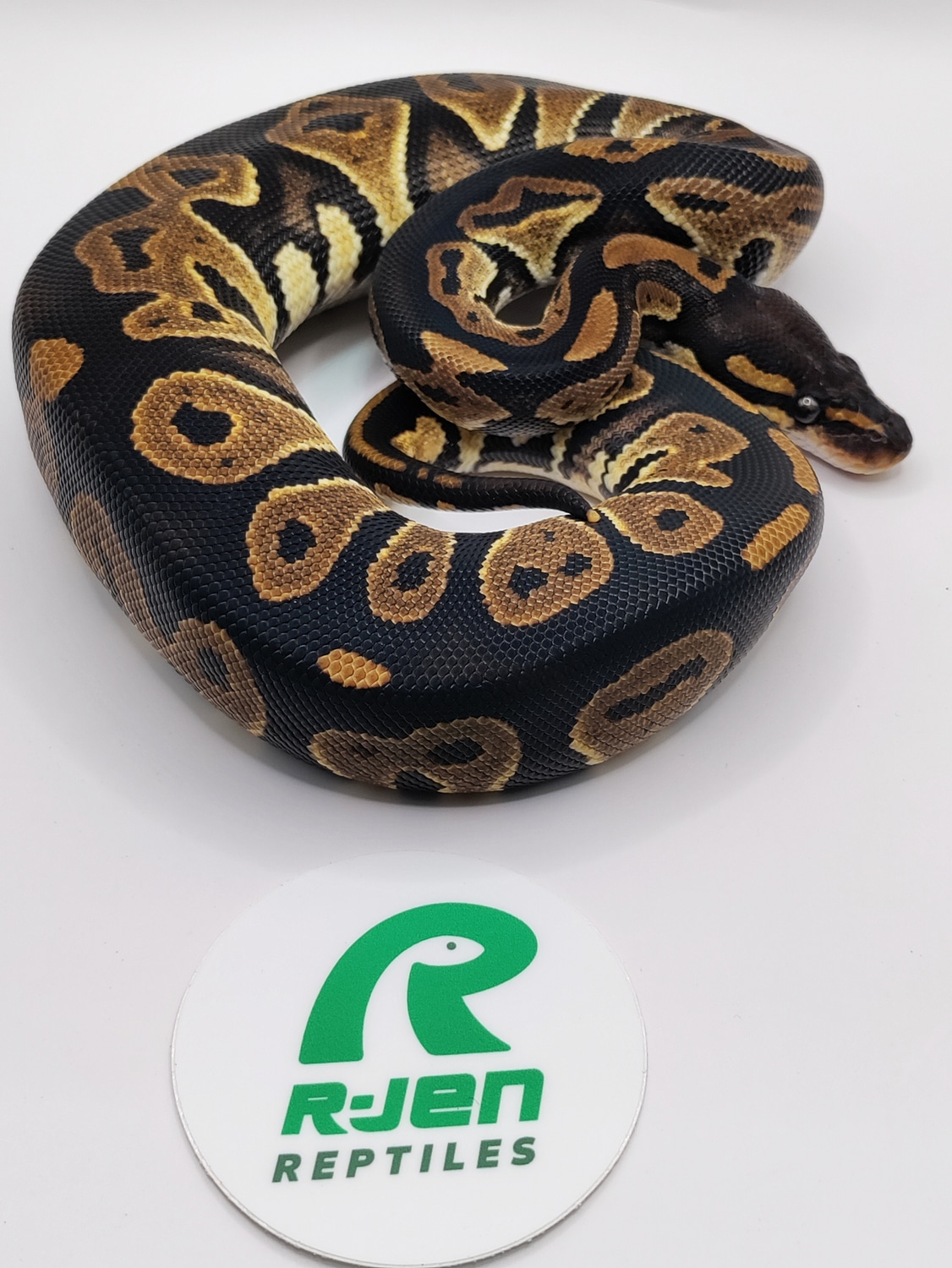 Blackhead Double Het Desert Ghost Het Clown Ball Python by R-JEN Reptiles - MorphMarket
