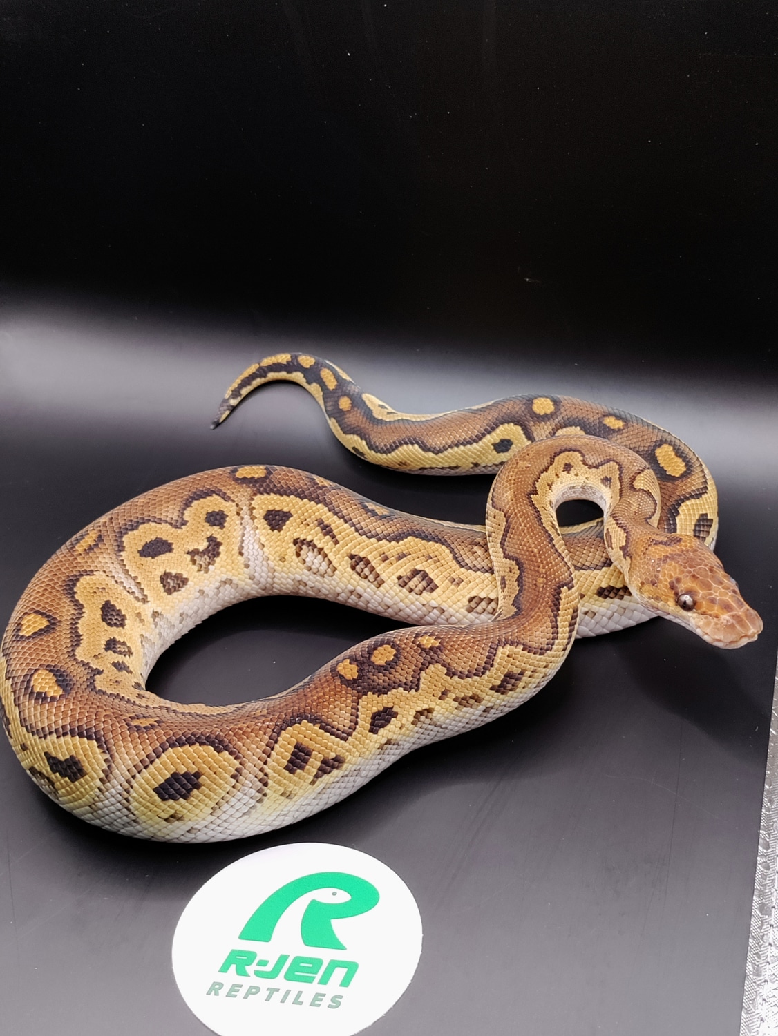 Blackhead Clown Het Desert Ghost Ball Python by R-JEN Reptiles ...
