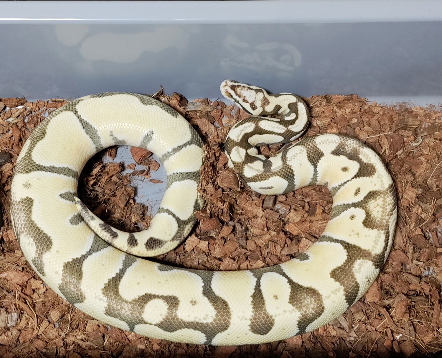 Pastel Enchi Desert Ghost Het Clown Ball Python by R-JEN Reptiles ...