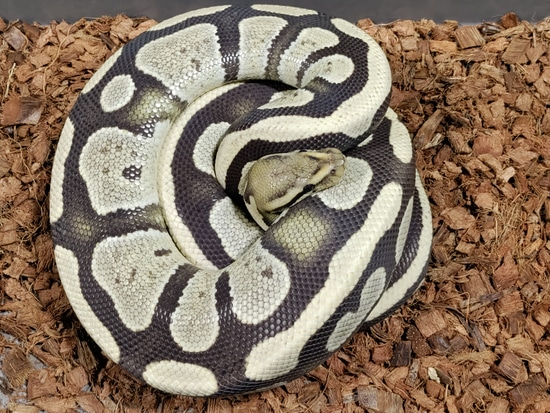 DG Het Pied And Lemonblast YB DG Ball Python by R-JEN Reptiles