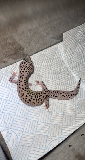 Enigma Snow (Mack) 100% Het Eclipse Leopard Gecko by RJM exotics