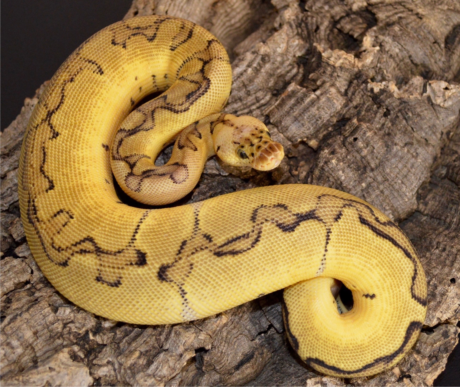 Pastel Blade Clown Possible Super Blade Ball Python by Richard Jones ...