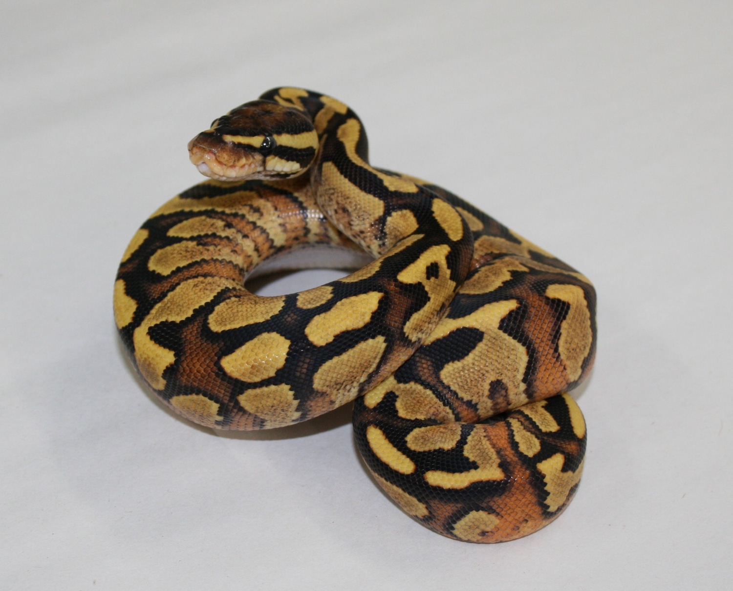 Fire Calico Yellowbelly Ball Python by Richard Jones Reptiles - MorphMarket