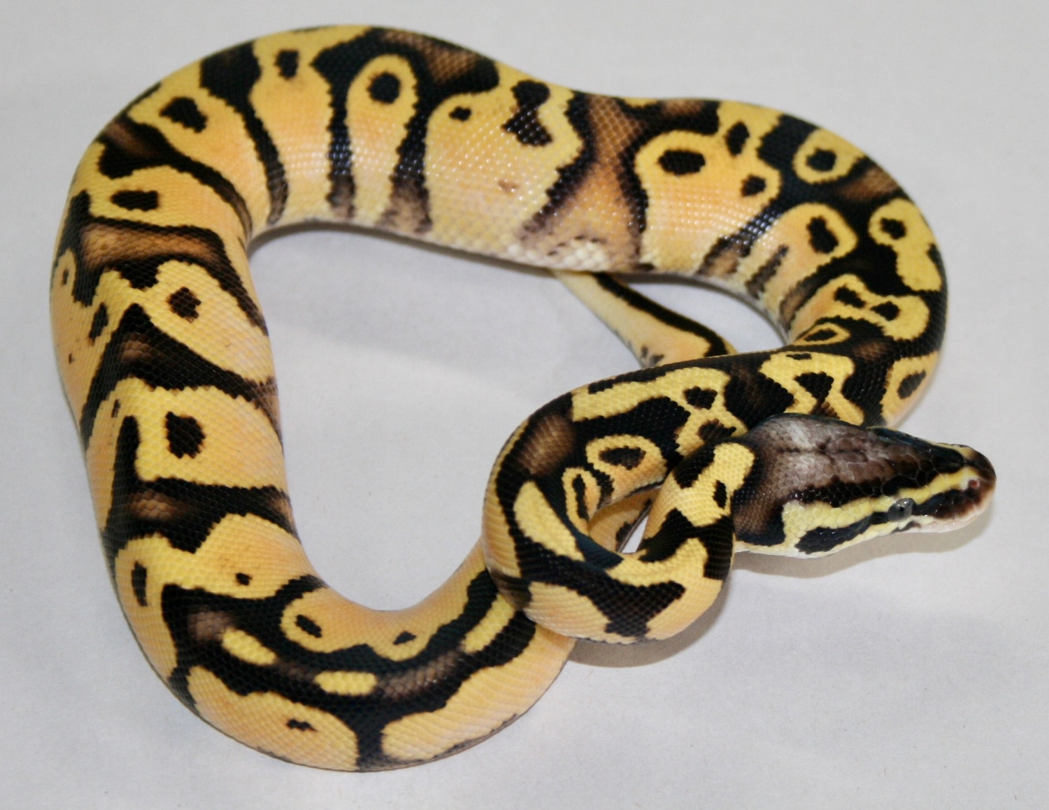 Orange Dream Vanilla Pastel Yellowbelly Ball Python by Richard Jones ...
