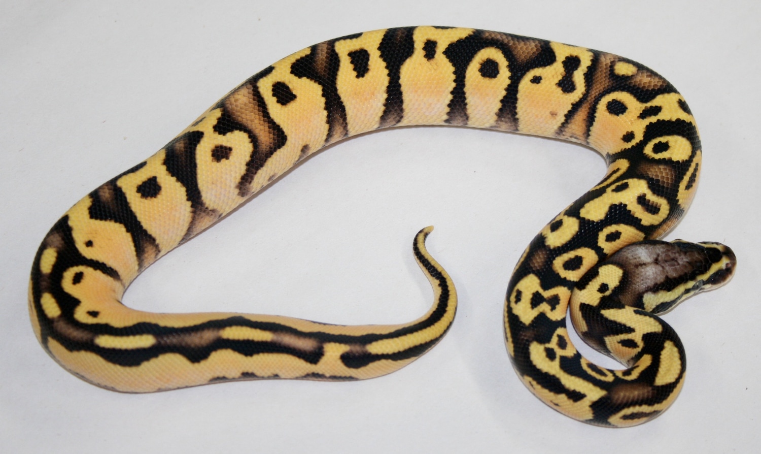 Orange Dream Vanilla Pastel Yellowbelly Ball Python by Richard Jones ...