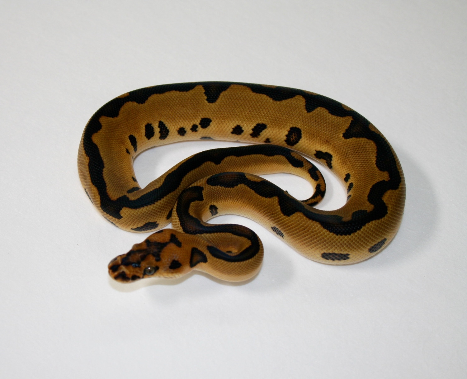 Leopard Blade Clown Ball Python by Richard Jones Reptiles - MorphMarket