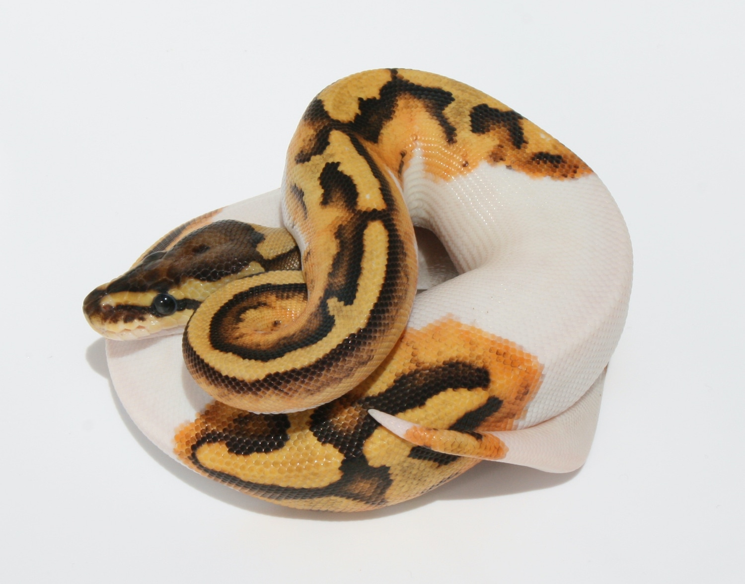 Orange Dream Fire Pied Ball Python by Richard Jones Reptiles - MorphMarket