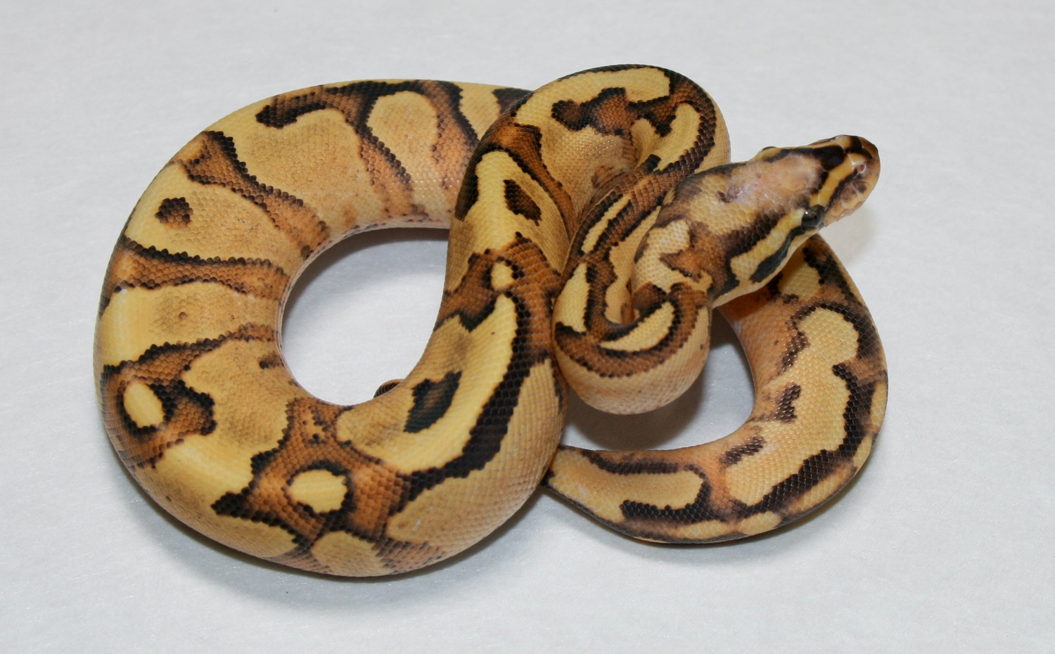 Orange Dream Super Vanilla Yellowbelly Ball Python by Richard Jones ...