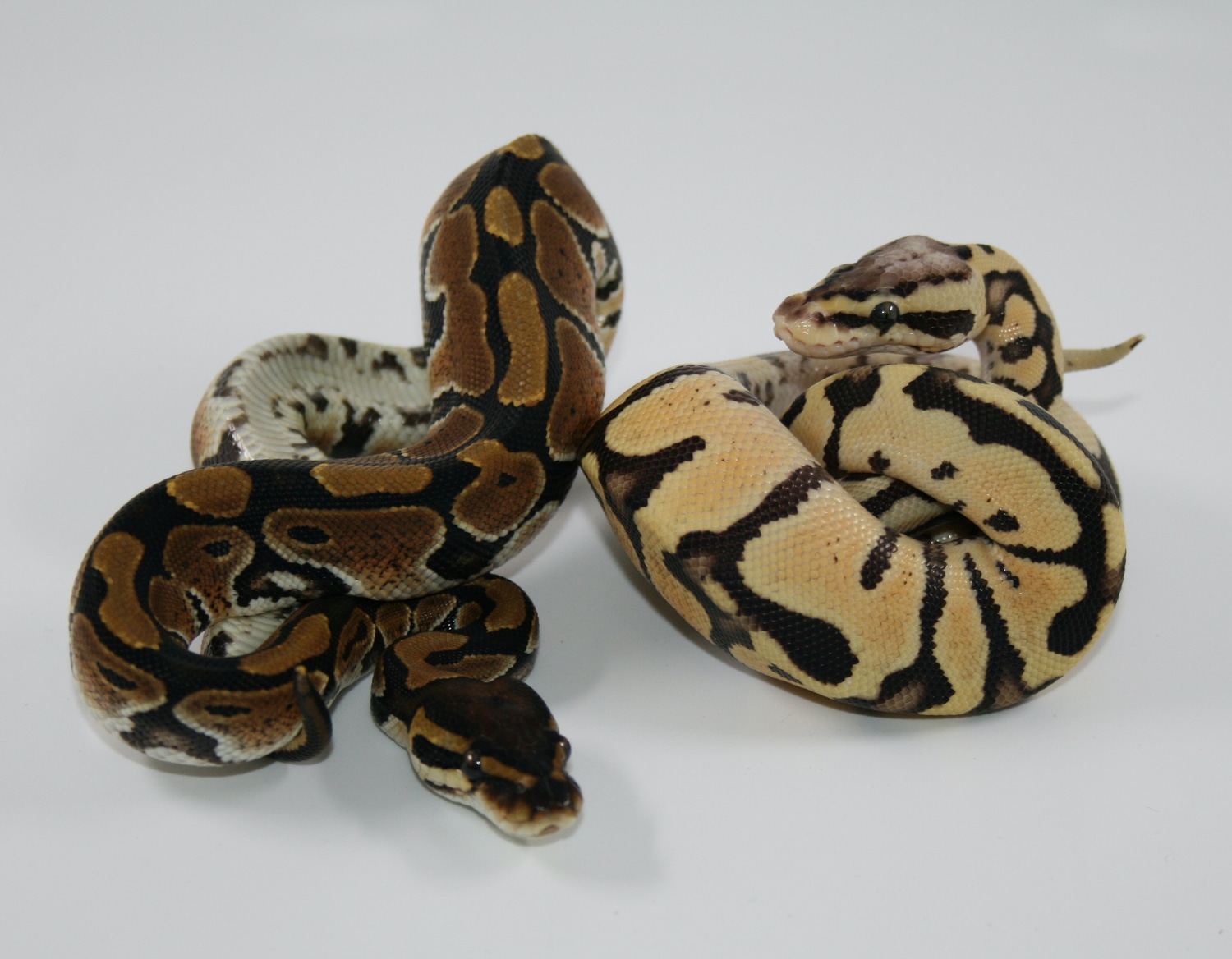 Pair Pastel Fire Het Ultramel Het Clown And Het Ultramel Het Clown Ball ...